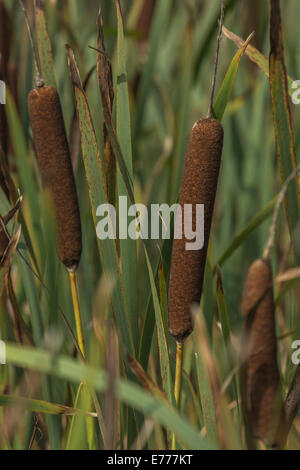Cat's-tail / Greater Reedmace / Bulrush - Typha latifolia - bed beside ...