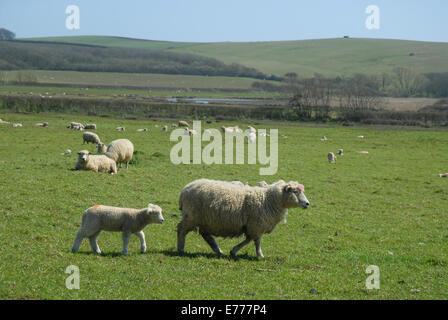 Lamb following a sheep across a field Stock Photo - Alamy