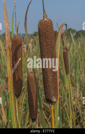 Cat's-tail / Greater Reedmace / Bulrush - Typha latifolia - bed beside ...