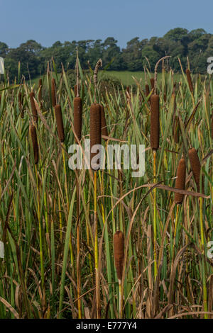 Cat's-tail / Greater Reedmace / Bulrush - Typha latifolia - bed beside ...