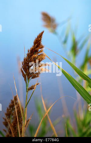 A closeup of Bulrushes Stock Photo - Alamy