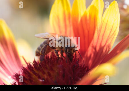 A bee foraging in a gaillardia flower Stock Photo - Alamy