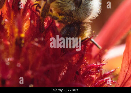 A bee foraging in a gaillardia flower Stock Photo - Alamy