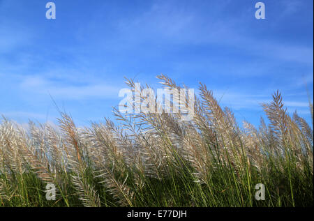 Saccharum spontaneum or Kans grass locally known as Kash flower blooms ...