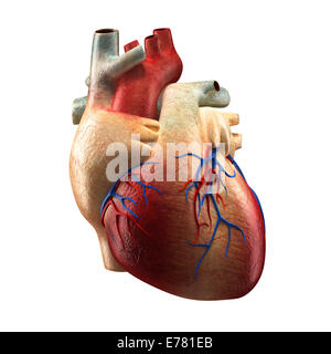 Human heart inside body. Anatomy. 3d illustration Stock Photo - Alamy
