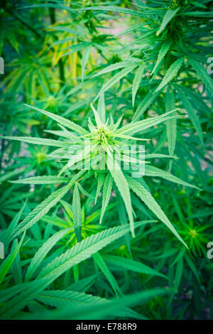 Young leaf of marijuana plant detail at sunset. Selective focus. Low ...