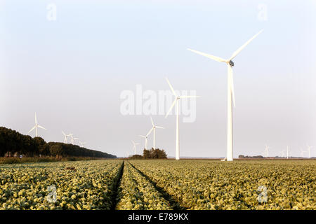 green cabbage field and wind turbines against blue sky in province of ...