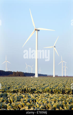 green cabbage field and wind turbines against blue sky in province of ...