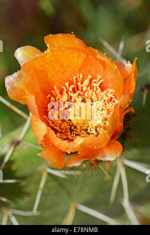 Sabra cactus plant, Israel. Opuntia cactus with large flat pads on ...