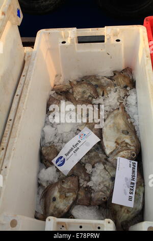 Fish crated ready for market on Lyme Regis Quay Stock Photo - Alamy