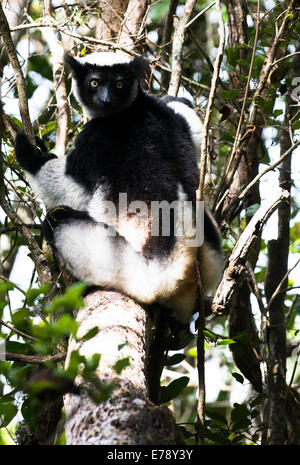 Indri indri - Babakoto the largest lemur of Madagascar has a black and ...