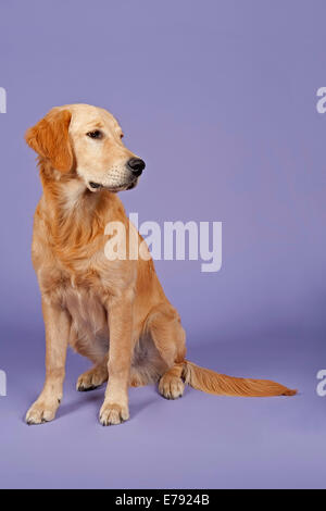 Golden Retriever, 7 months Stock Photo - Alamy