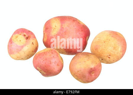 Potato Mayan Twilight Stock Photo - Alamy