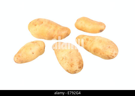 La ratte potatoes, a variety of the potato (Solanum tuberosum ...