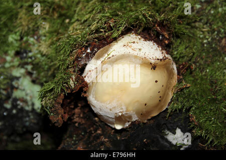 False Puffball Slime Mould, Enteridium lycoperdon Stock Photo - Alamy