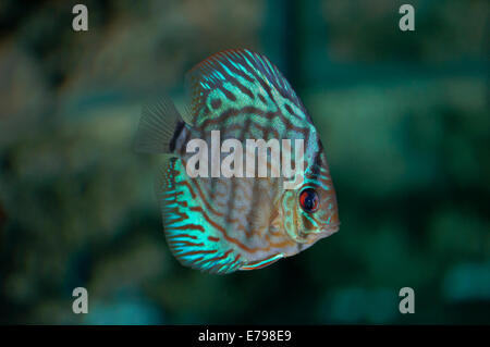 Blue Snakeskin Discus Fish Stock Photo - Alamy
