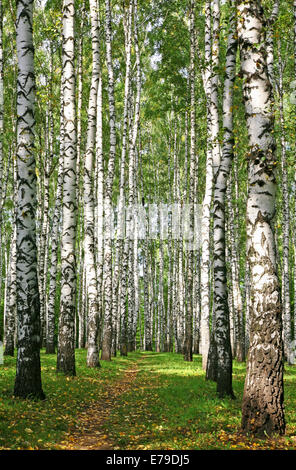 Birch grove in autumn. Birch branches with colorful leaves, natural ...
