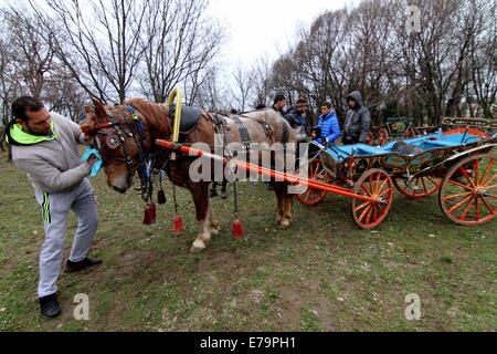 Bulgarians race with horse and cart during Todorov Den, also known as ...