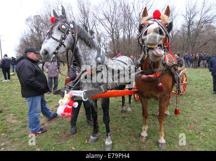 Bulgarians race with horse and cart during Todorov Den, also known as ...