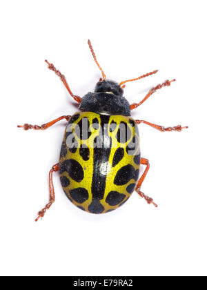 aerial view of ladybird Stock Photo: 6920331 - Alamy