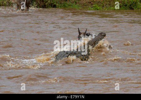 A massive 5 meter Nile Crocodile attacks and drowns a Blue Stock Photo ...