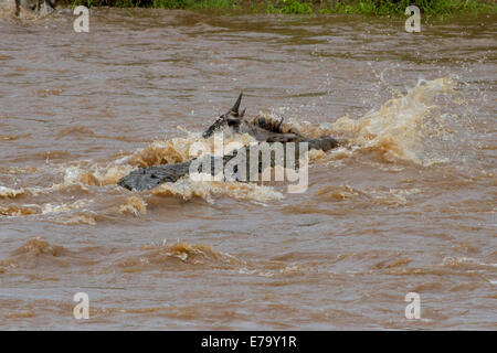 A massive 5 meter Nile Crocodile attacks and drowns a Blue Wildebeest ...