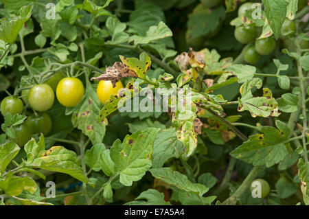 Target spot disease symptoms on tomato leaf Stock Photo - Alamy