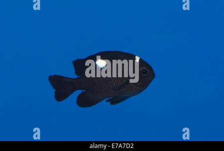 Threespot dascyllus, Damsel fish, Domino damsel, White-spot puller ...