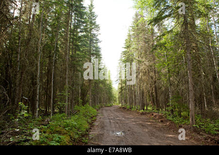 boreal forest, northern Alberta, Canada Stock Photo - Alamy