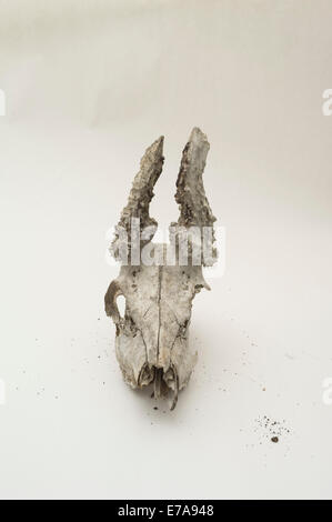 Decayed animal skull over white background Stock Photo - Alamy
