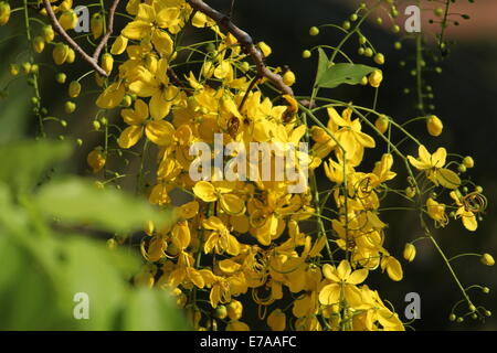 Cassia fistula flower ( Vishu Kani Konna flowers ) blossom on golden shower tree at Kerala India ...