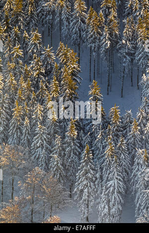 Aerial view of winter forest Stock Photo - Alamy
