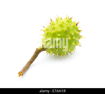 chestnut in the skin isolated on white background closeup Stock Photo ...