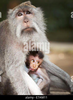 Close-up of a cynomolgus monkey mother with her baby in her lap and a ...