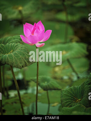 Lotus flower half-blown Stock Photo - Alamy