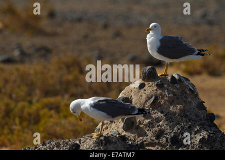 Lesser black backed gulls Larus fuscus Displaying Isle of Mull Scotland ...
