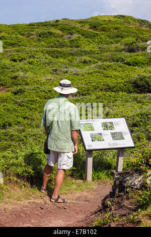 Native Hawaiian Plant, Ohai Stock Photo - Alamy