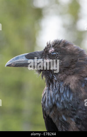 Common raven in the Canadian Rockies Stock Photo - Alamy