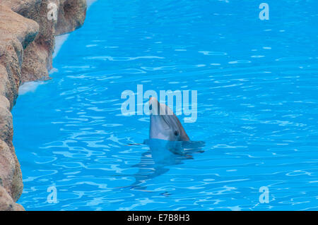 dolphins swimming in the saltwater pool Stock Photo - Alamy