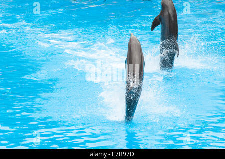 dolphins swimming in the saltwater pool Stock Photo - Alamy