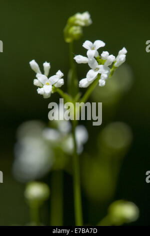 dyer's woodruff (Asperula tinctoria), blooming, Germany Stock Photo - Alamy