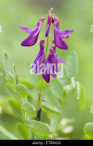 sweetvetch, hedysarum hedysaroides Stock Photo - Alamy