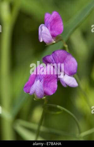 hairy vetchling, lathyrus hirsutus Stock Photo - Alamy