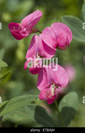 Lathyrus tuberosus, Tuberous Vetchling, Tuberous Pea Stock Photo - Alamy