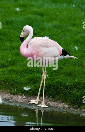 The Andean Flamingo (Phoenicopterus andinus) is a bird species in the ...