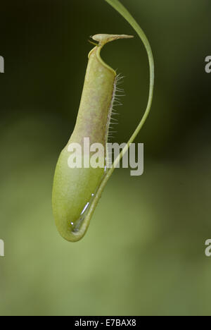 Slender pitcher plant (Nepenthes gracilis), leaf, wild form, Malaysia ...