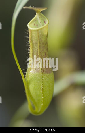 Slender pitcher plant (Nepenthes gracilis), leaf, wild form, Malaysia ...