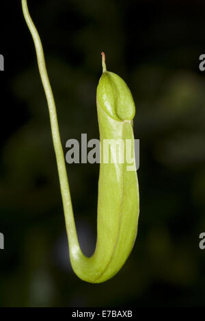 Common Swamp Pitcher Plant (Nepenthes mirabilis). The most widespread ...
