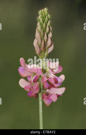 Pink flowers of a Common sainfoin (Onobrychis viciifolia) with bee ...