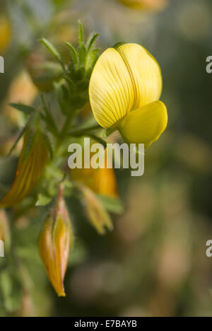 Large yellow restharrow (Ononis natrix) in flower. Photographed in ...